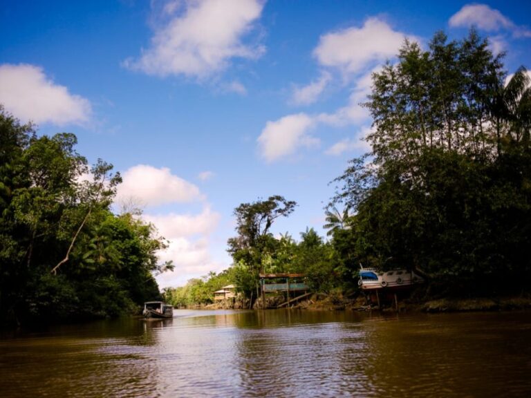 Aprecie o bucolismo da Floresta Amazônica na Ilha do Combu e deguste o ...